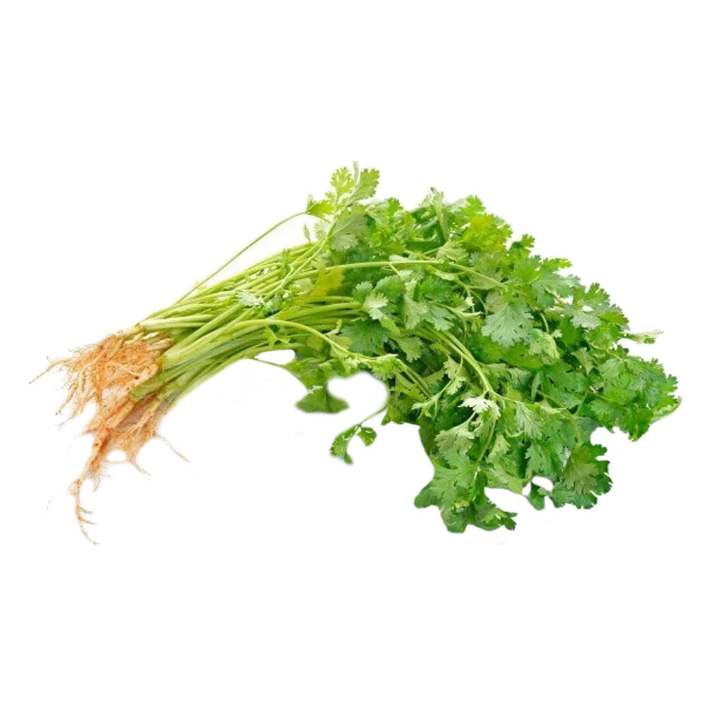 Coentro 1 Unidade - patiogourmet
